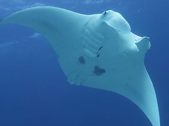 Defining The Devil Rays Centre For Marine Science University Of